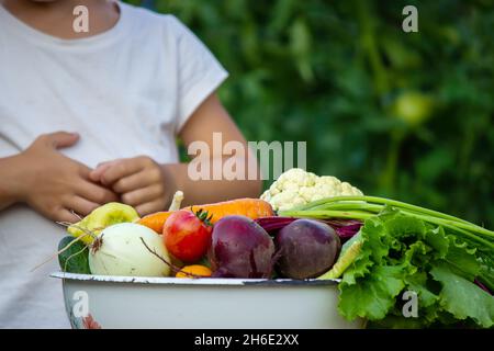Child and vegetables on the farm. Selective focus. nature Stock Photo ...