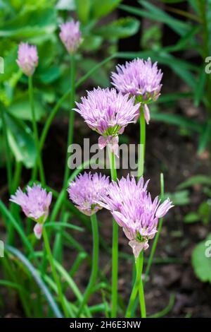 Purple chives plant in the ornamental garden herbal onion flowers Stock ...