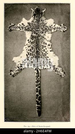 Snow Leopard (Panthera uncia) skin showing spotted pattern, native to ...