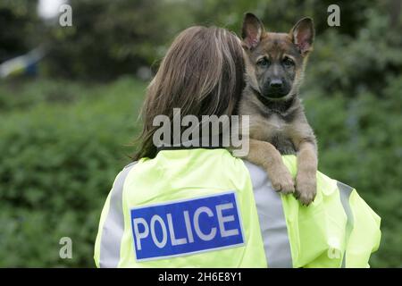 File image of an Alsatian police dog puppy. An investigation is ...