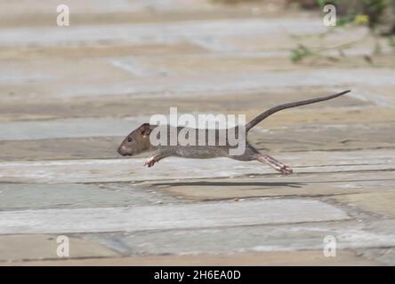 Rat infestation at the Olympic Site in Stratford- Rats pictured at the ...