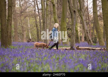 Members of the public walk on allocated paths through the bluebells in ...
