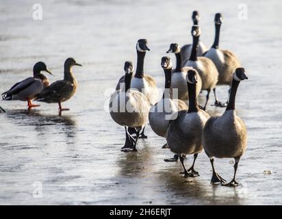 Geese and Swans pictured on the ice at a pond in Forest Gate, London ...