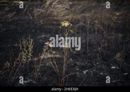 The aftermath of a fire in Wanstead Flats, north-east London. The ...