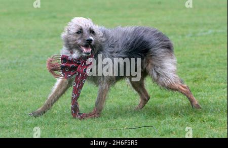 A windswept dog enjoys the wind and rain in East London this afternoon ...
