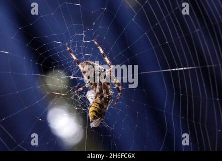 The picture shows a wasp spider in the garden Stock Photo - Alamy