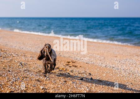 Russian brown spaniel puppy running and playing on the sandy beach ...