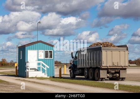 Trucks delivering harvested Sugar beets to collection center, Autumn ...