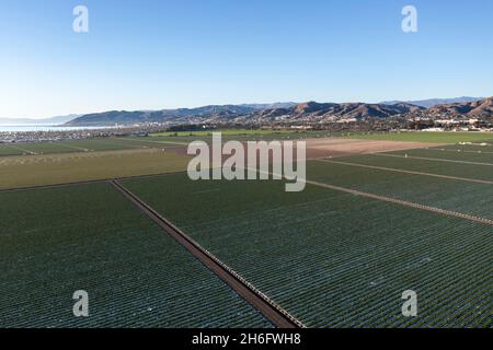 Strawberry fields on the Oxnard coastal plain near Ventura, California ...