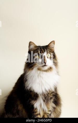 Portrait of a beige cat with a sad face expression isolated over white ...
