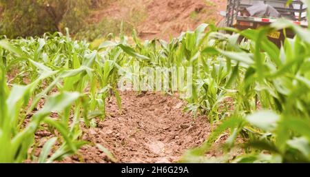 Corn Maize farm andean argriculture with city behind - Cusco Peru Stock ...