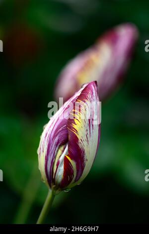 Tulipa The Lizard,Tulipa The Lizard,rembrandt tulip,English Florist ...