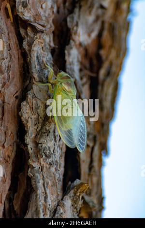 Symbol of Provence, one day young green cicada orni insect sits on tree ...