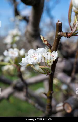 Begin of spring blossom of pear trees in Dutch orchards in april Stock ...