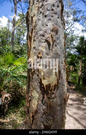 Angophora bushland reserve in Avalon Beach and Clareville contains ...