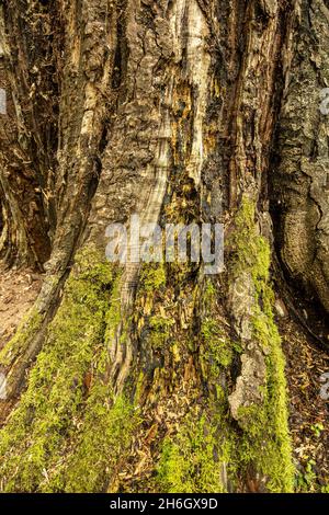 Chaotic natural patterns and textures formed as trees age and ...
