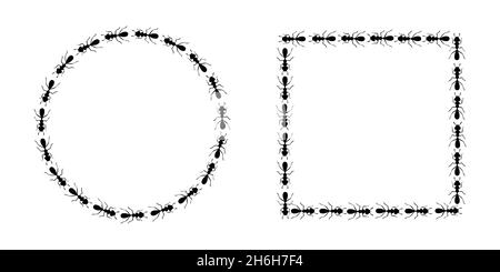 Black ants square border. Ants forming messy rectangular shape isolated in white background ...