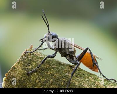 Female thread-waisted wasp (Sphex lucae) sipping spearmint nectar Stock ...