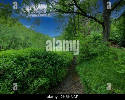 Super wide angle shots with action cam of forest and meadow in spring ...