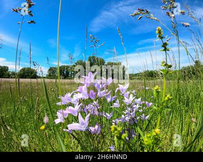 Super wide angle shots with action cam of forest and meadow in spring ...