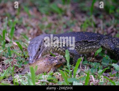 Closeup of a Monitor lizard eating a frog Stock Photo - Alamy