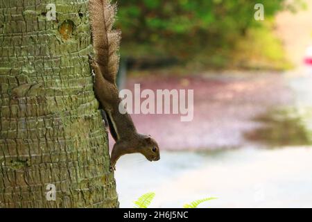 Adorable squirrel running down a tree branch Stock Photo - Alamy