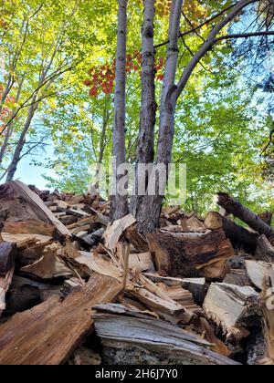 Vertical shot of autumn leaves, pieces of paper and a hooray heart sign ...