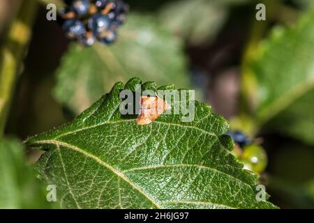 Fig-tree skeletonizer moth or Fig leaf roller (Choreutis nemorana Stock ...