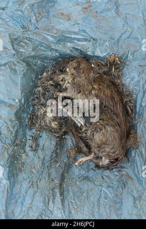 A decomposing dead brown rat, Rattus norvegicus, lying on wasteground ...