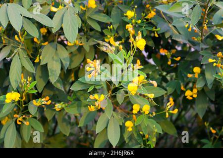 Green pigeon pea field in india Stock Photo - Alamy