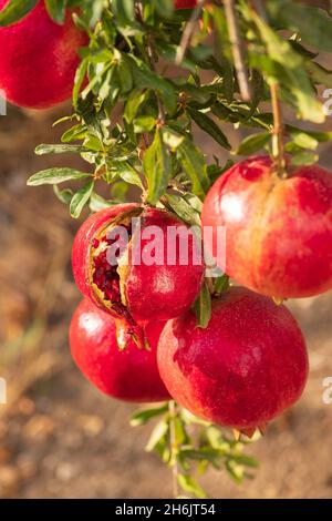 A selective focus of hanging tree seeds Stock Photo - Alamy