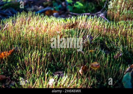 Waldspaziergang Bäume, Wurzeln, Blätter , Moos, Pilze und vieles mehr ...
