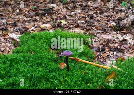 Waldspaziergang Bäume, Wurzeln, Blätter , Moos, Pilze und vieles mehr ...