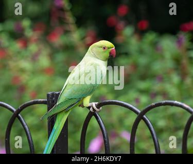 Parakeets in Kensington Gardens, Hyde Park, London Stock Photo - Alamy
