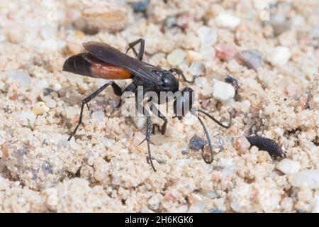 pompilids, spider-hunting wasps, spider wasps (Pompilidae ...