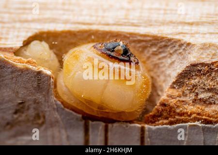 Woodworm, Wood Bark or Woodcutter Beetle Scolytinae Parasite Insect ...