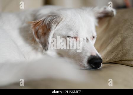 Kobe the rescue dog Stock Photo - Alamy