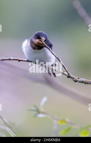 Barn swallow (Hirundo rustica), free-standing, swallow, swallows Stock ...