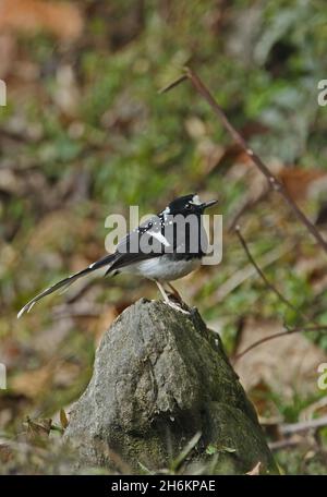 Spotted Forktail, (Enicurus maculatus), standing in a stream, Nainital ...