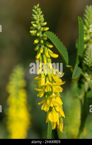 Close up of sweet yellow clover (melilotus officinalis) flowers in ...