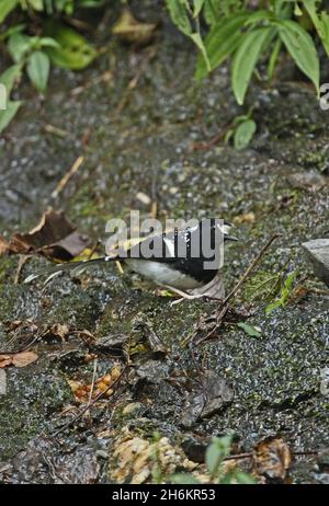 Spotted Forktail, Enicurus maculatus) foraging at a roadside in the ...