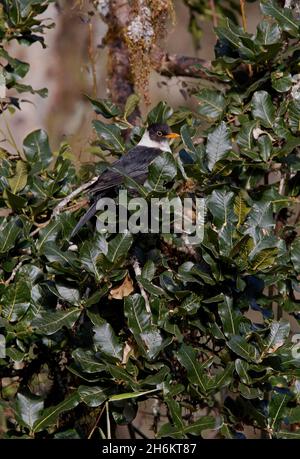 White-collared blackbird (Turdus albocinctus), adult female, sitting on ...