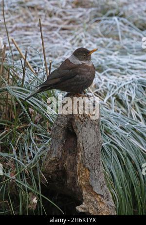 Female blackbird dead bird, Turdus merula lying on the pavement, city ...