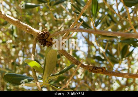 Close up of bump on the infected olive tree branch, olive knot disease ...