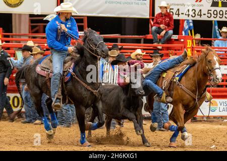 Steer Wrestling seen on Southeastern Circuit Finals Rodeo during the ...