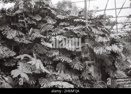 Grayscale shot of the growing monstera plant's leaves in the greenhouse ...