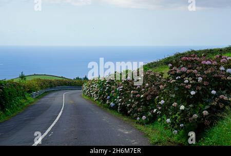 colorful hydrangea flowers on azores road Stock Photo - Alamy