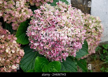 huge colorful hydrangea flowers on the azores islands Stock Photo - Alamy