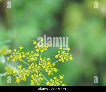 Common fennel (Foeniculum vulgare), Wild fennel Stock Photo - Alamy