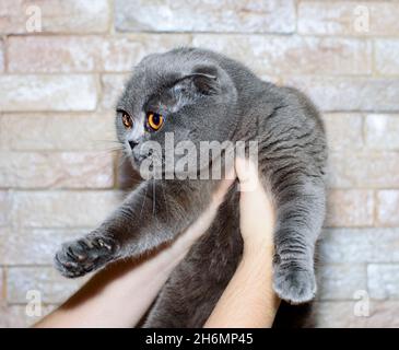 A beautiful gray large Scottish Fold cat or Scottish fold. Pet playful ...